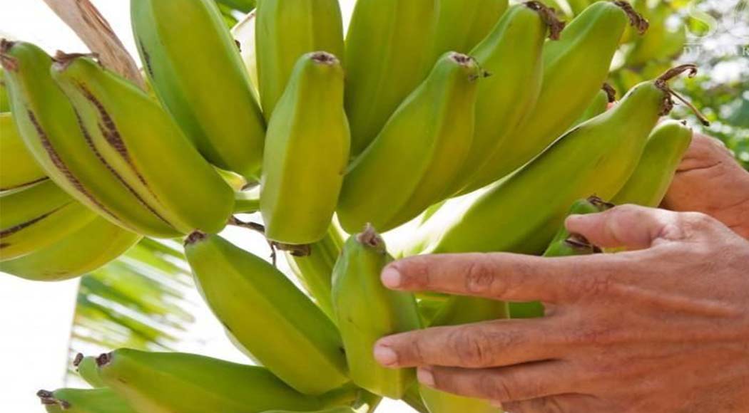 ¡CONOCE ALGUNOS! Beneficios para la salud de comer topocho - Noticia al ...