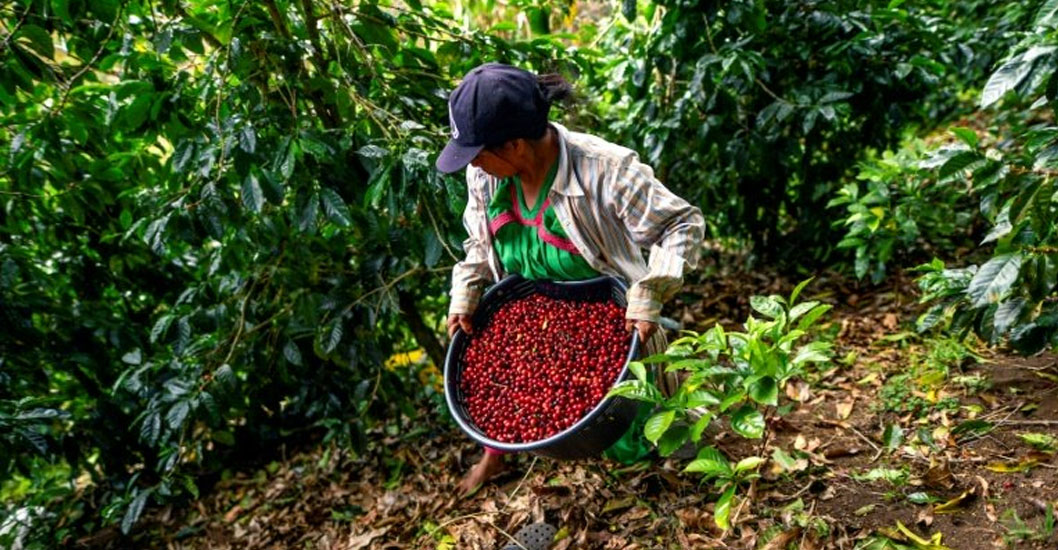 ¡CON CALIDAD DE EXPORTACIÓN! Trujillo eleva unidad de producción de ...