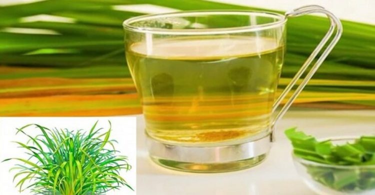 ¡LIMONARIA! El malojillo: usos, beneficios y propiedades - Noticia al ...