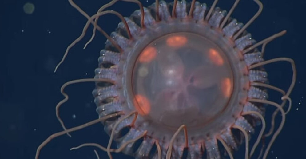 ¡IMPRESIONANTE HALLAZGO! Descubren nueva especie de medusa en el ...