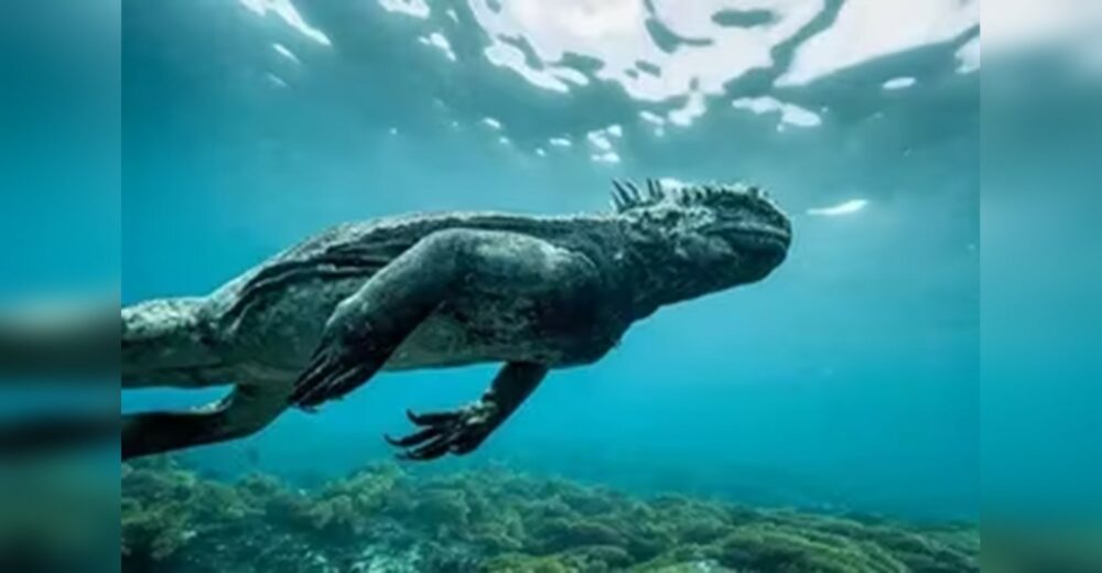 ¡IMPONENTE AVISTAMIENTO! Unico lagarto marino del mundo: puede ...