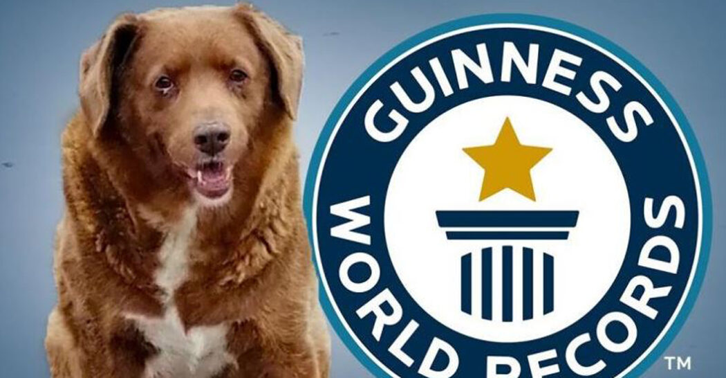 ¡ROMPIÓ EL RÉCORD GUINNESS! Así es Bobi, el perro más viejo del mundo con 30 años - Noticia al ...