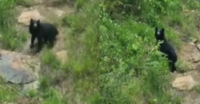 ¡EN ZONAS PERIURBANAS! Reportaron presencia de Oso Frontino en el ...