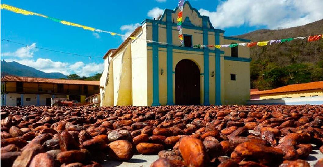 ¡400 AÑOS DE SEMBRADÍOS QUE CORREN EL RIESGO DE EXTINGUIRSE! Chuao ...