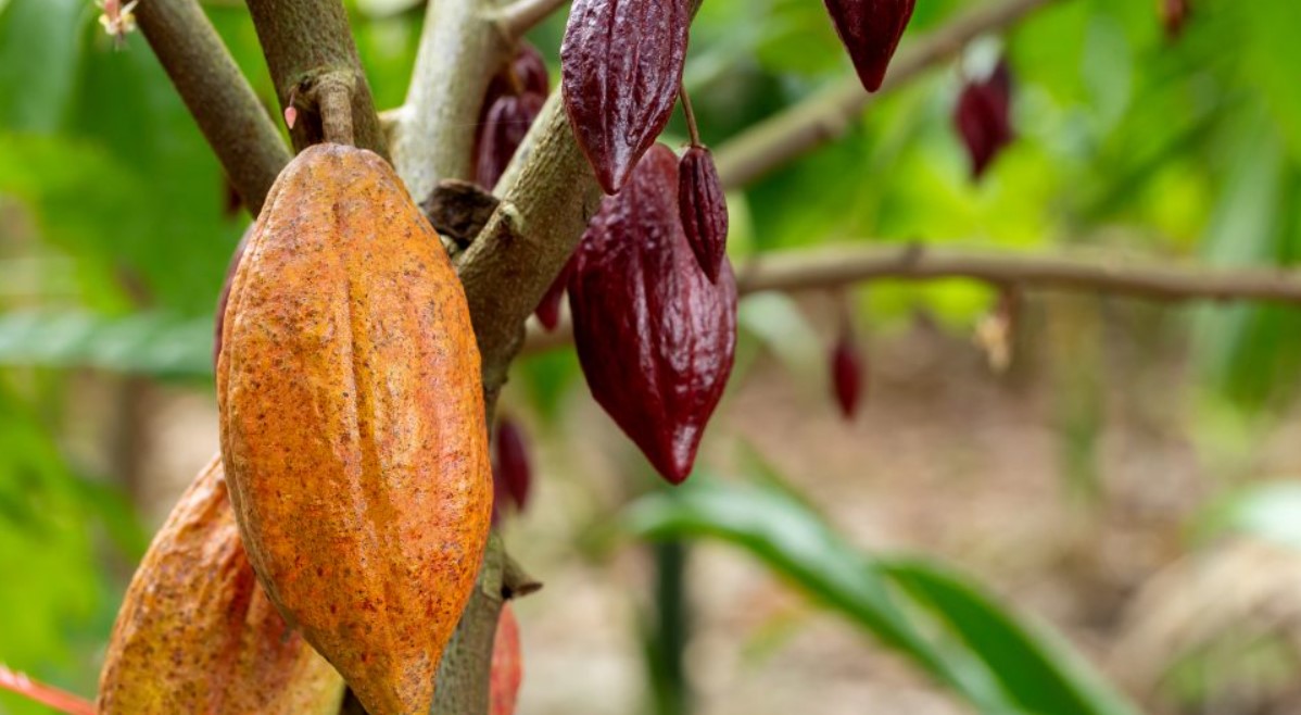 ¡EXPERIENCIA ÚNICA! Ganador de Maestros Chocolateros elogió calidad del ...