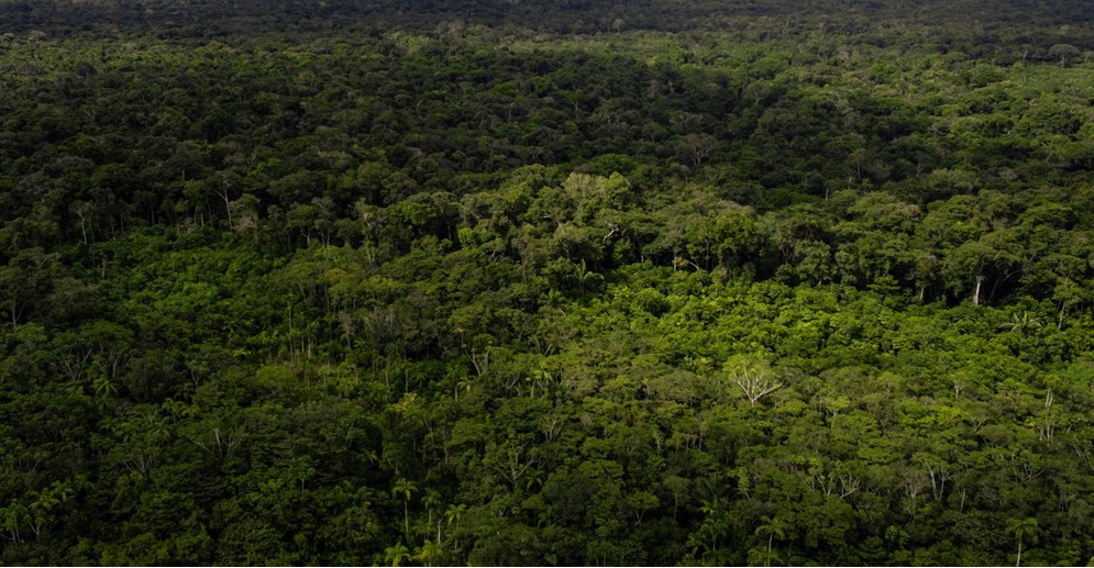 ¡MISTERIOS NATURALES! La selva amazónica cuenta más de 10.000 ...