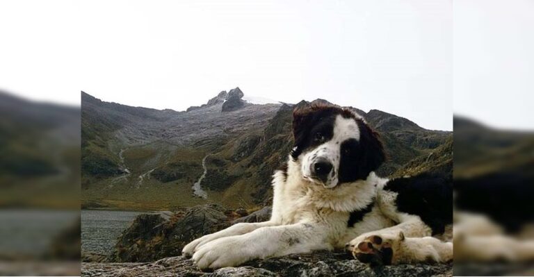 ¡ÚNICA RAZA PURA! Perros Mucuchíes recibieron certificación de la ...