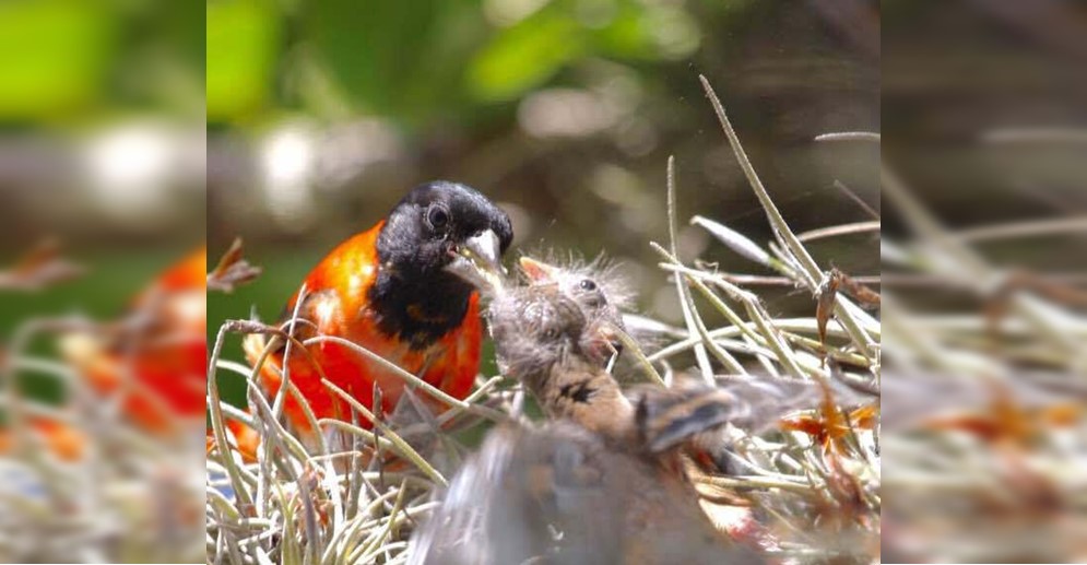 ¡AVE EMBLEMÁTICA! "Iniciativa Cardenalito" da resultados con el ...
