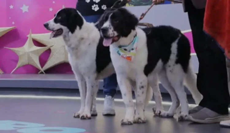 ¡CERTIFICACIÓN INTERNACIONAL! Perros mucuchíes: La única raza pura de ...