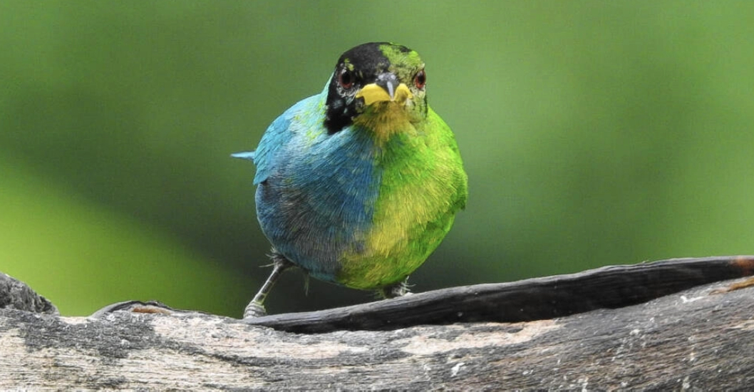 ¡COSAS DE LA NATURALEZA! Mitad macho, mitad hembra: el extraño pájaro ...