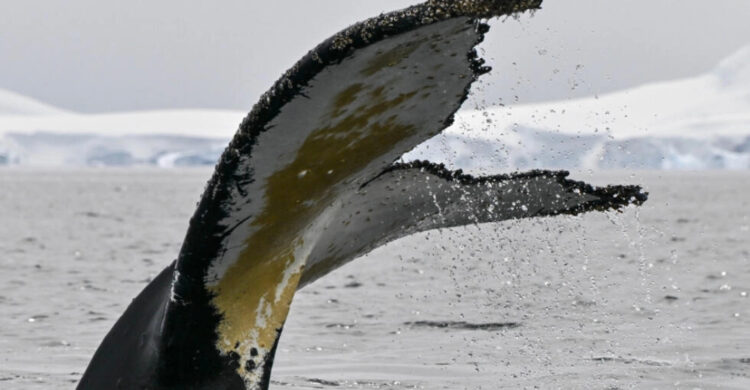 ¡CIENTÍFICOS COLOMBIANOS ESTUDIAN SUS PATRONES! Tras la "huella digital" de las ballenas ...
