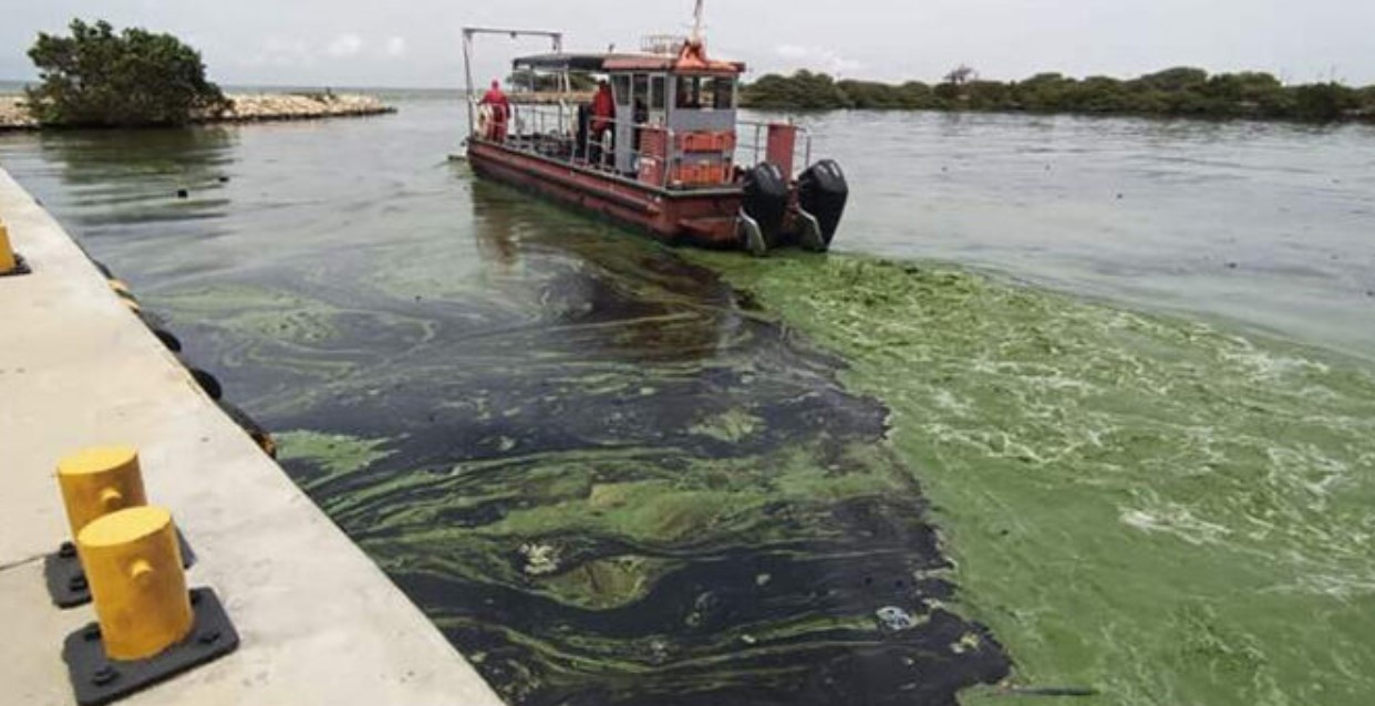 ¡CRISIS AMBIENTAL EN EL ZULIA! Denuncian mal olor a causa del verdín en ...