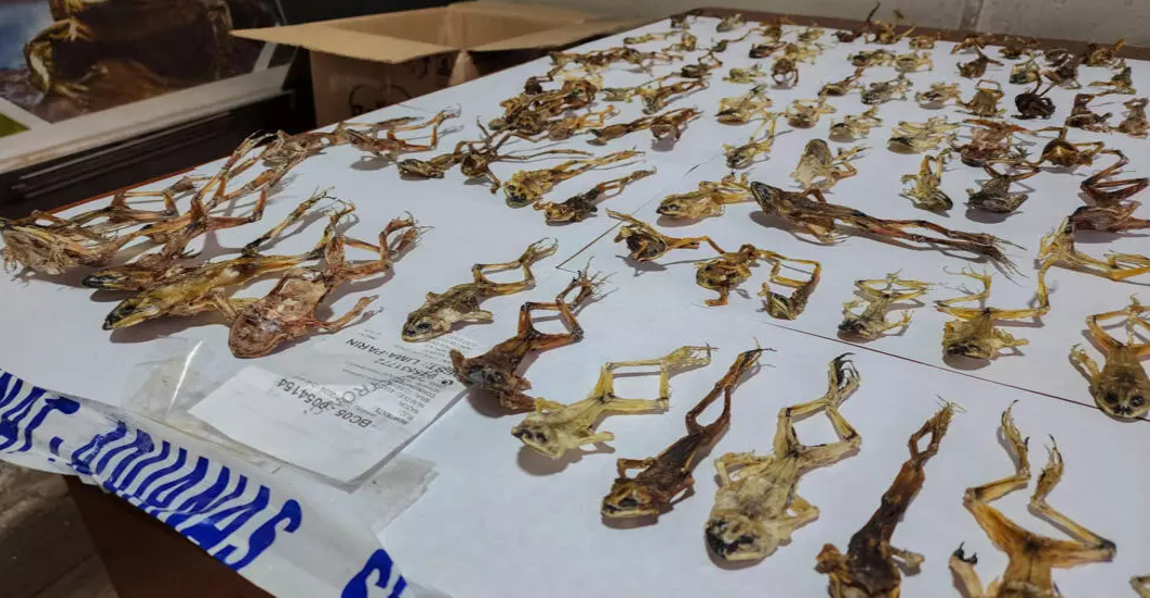 ¡CRIMEN AMBIENTAL! Perú decomisa 390 ranas en peligro de extinción ...