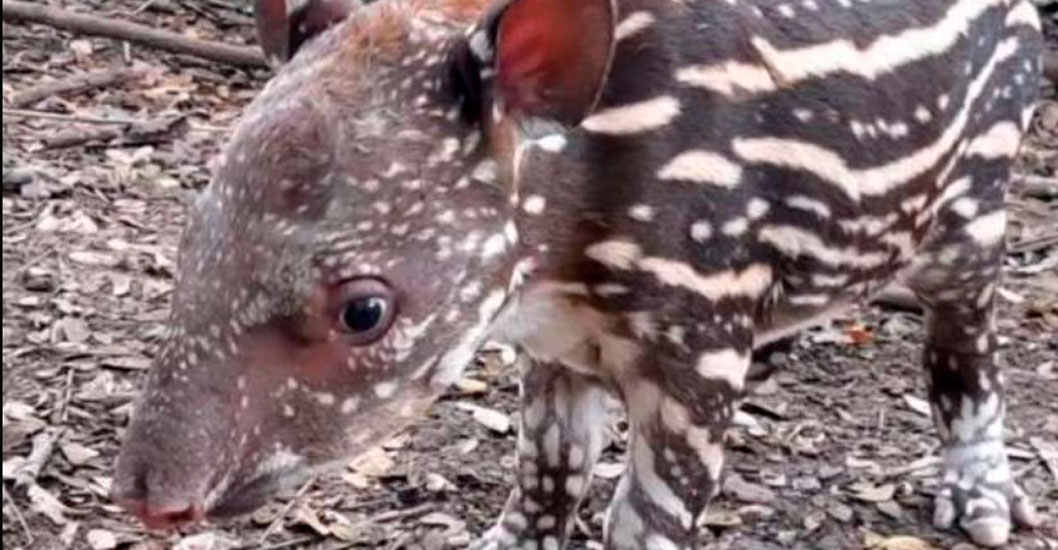 ¡NUEVA INTEGRANTE EN EL ECOSISTEMA LLANERO! Una danta nació en el ...
