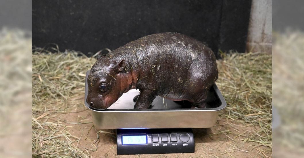 ¡REPRODUCCIÓN POSITIVA! Zoológico de Virginia recibe a hipopótamo ...