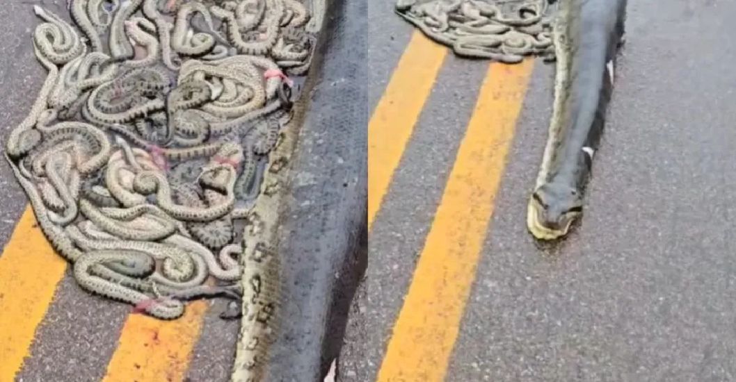 ¡ESCENA SE HIZO VIRAL! Una serpiente preñada murió atropellada en ...