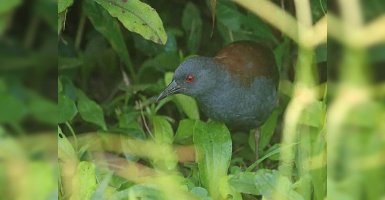 ¡REPORTAN "REDESCUBRIMIENTO"! Aparece en Galápagos un ave que se creía ...