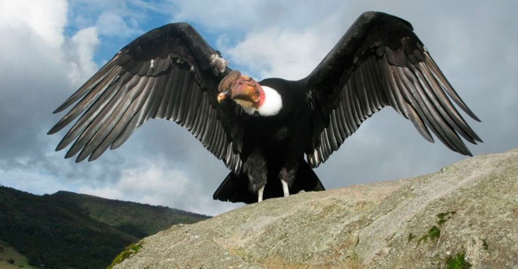 ¡PROTECCIÓN DE ESPECIES EN RIESGO! Venezuela intenta salvar al cóndor ...