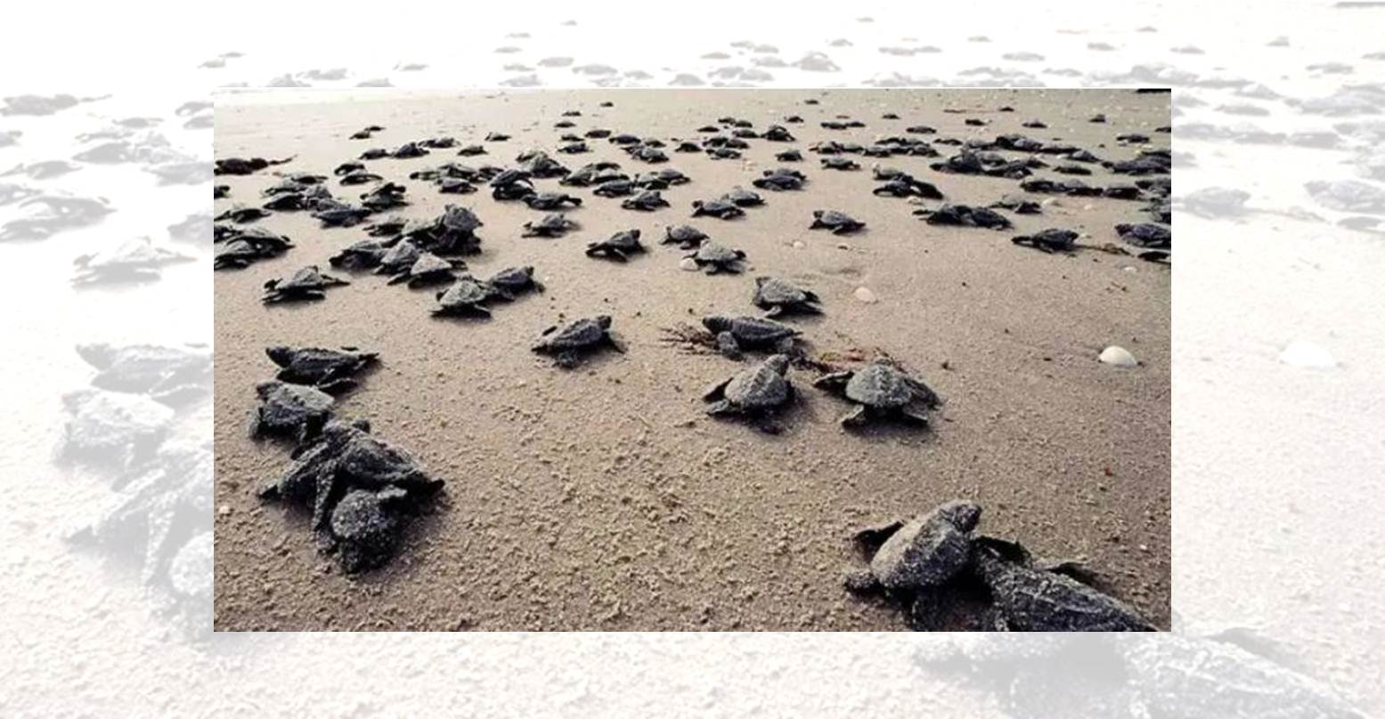 ¡TEMPORADA DE DESVOVE! Hallan ocho nidos de tortuga cardón en playas de ...