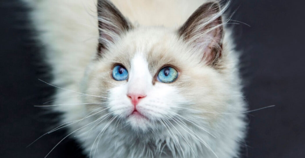 ¿TU GATO ESTÁ RARO? Aprende a reconocer el estrés felino y a calmarlo ...