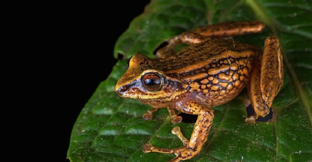 ¡ANUNCIAN LAS AUTORIDADES! Descubren tres nuevas especies de rana en ...